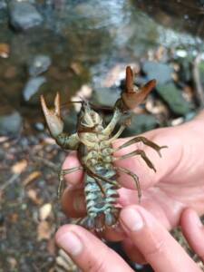 Calderdale nature reserve awarded protected status to save rare ...